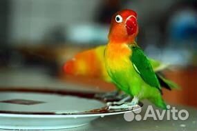 Масковые неразлучники. Пара с клеткой