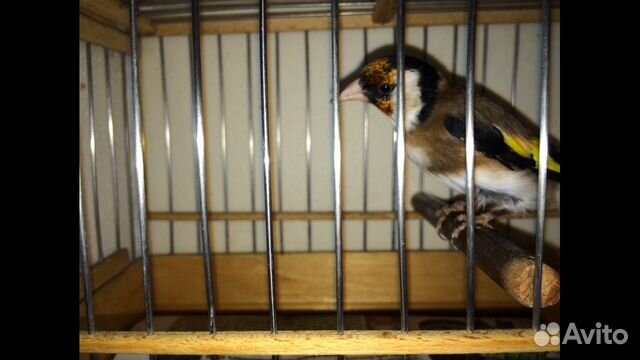 Птичка певун