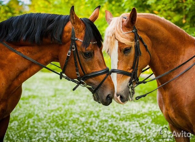 Продам Донского жеребца