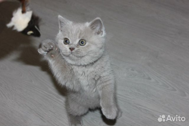 Котята британские
