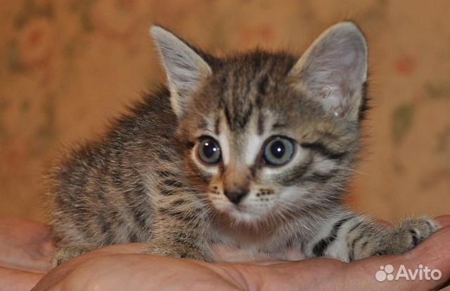 Милых котяток в дар