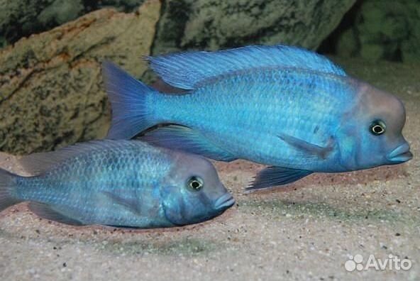 Малави-Голубой дельфин