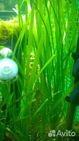 Растения из собственного аквариума
