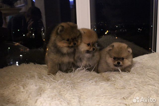 Мальчишки померанцы