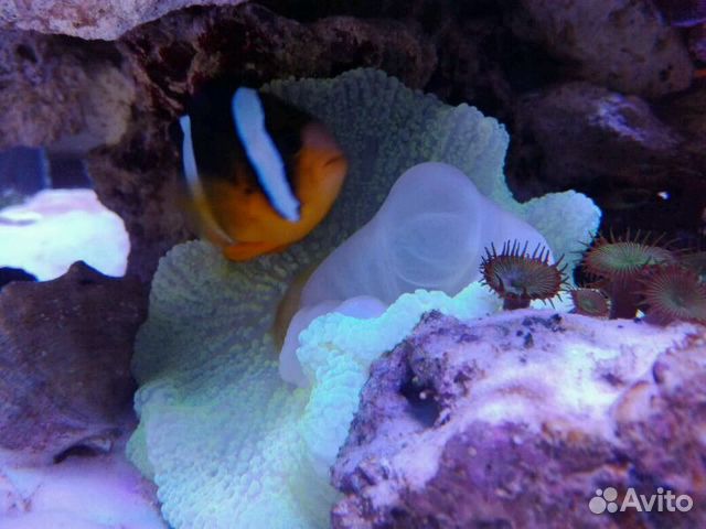 Морской аквариум 300 литров