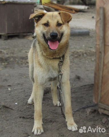 Лопоухий парнишка Гарри