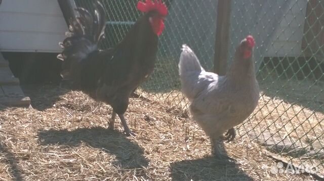 Цыплята Андалузских голубых