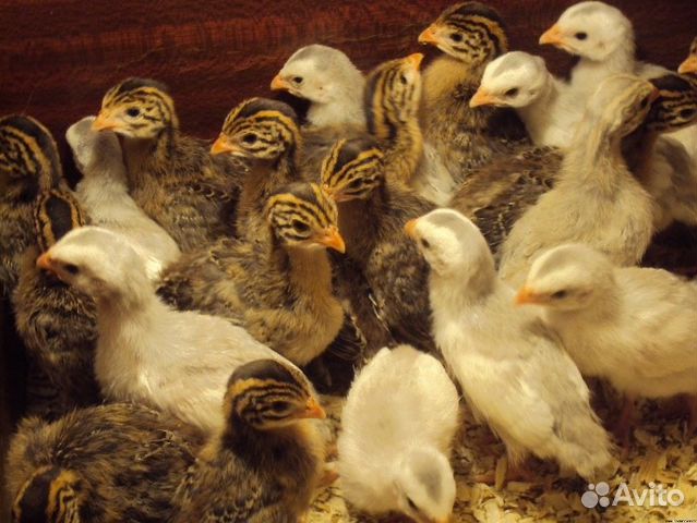 Подрощенные Цесарята и фазанята