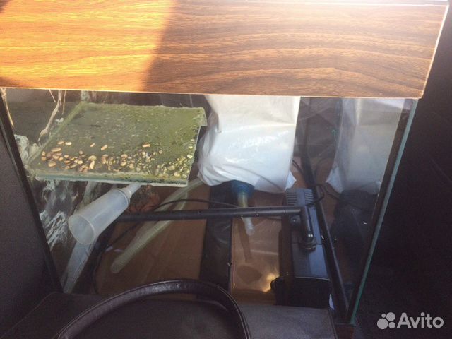 Черепашка красноухий мальчик