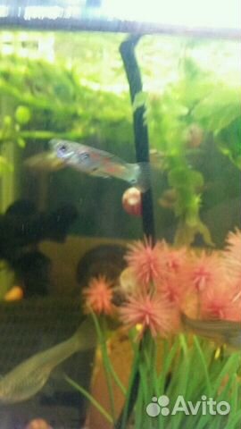 Неоновые гуппи