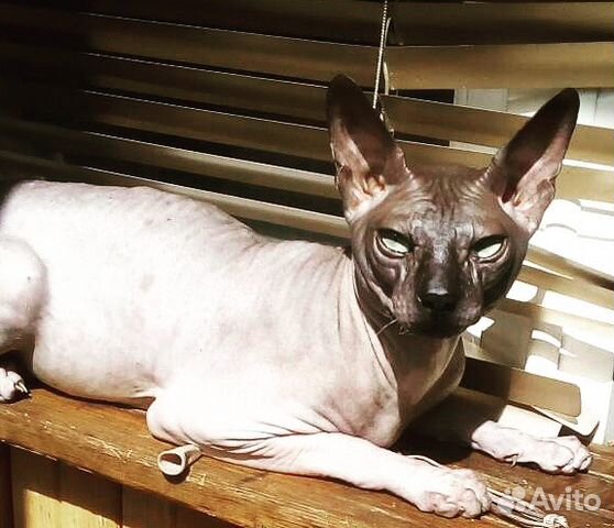 Донской котик на вязку