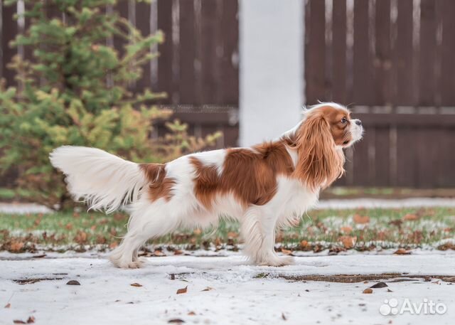 Кавалер кинг чарльз спаниель для вязки