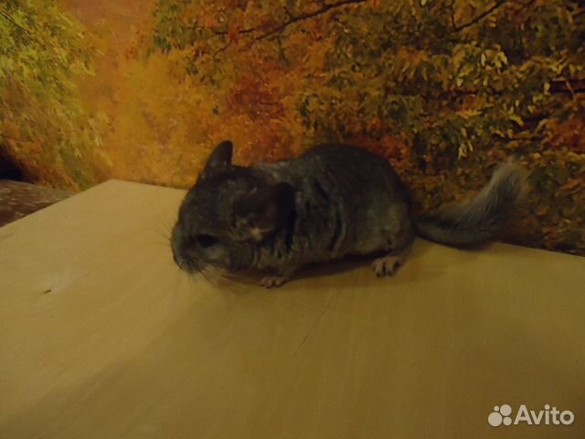 Продам шиншилок