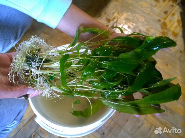 Криптокорина