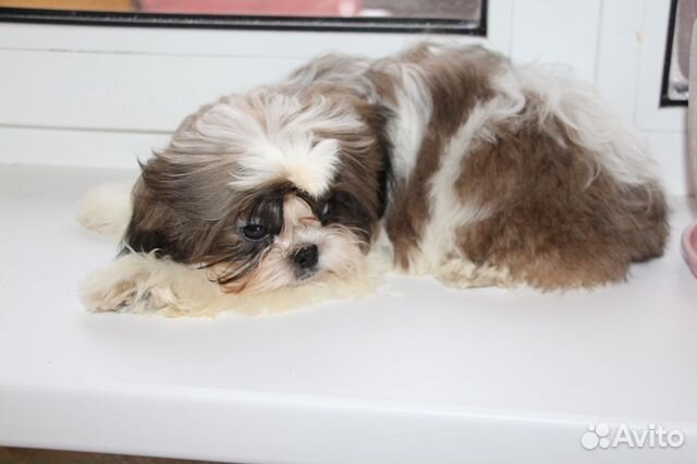 Прелестный ши-тцу