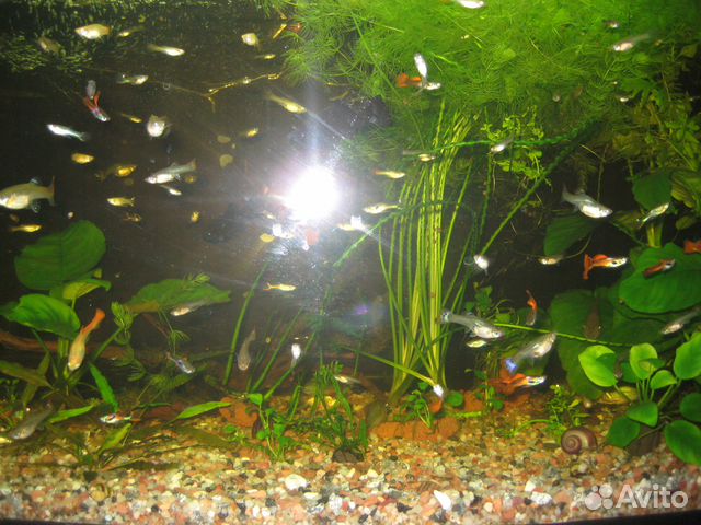 Анциструс,Каридорас,Молинезии