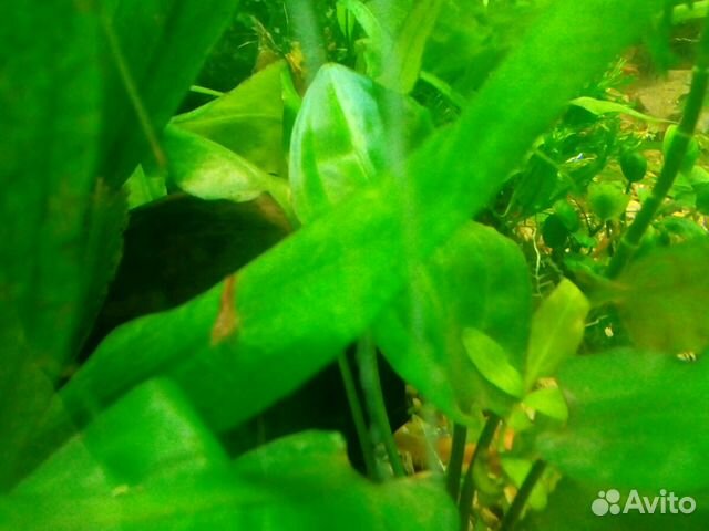 Креветки неокардины вишенки