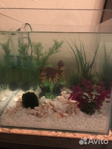 Аквариум