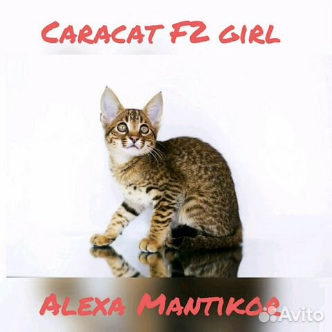 Котята Каракет ф2