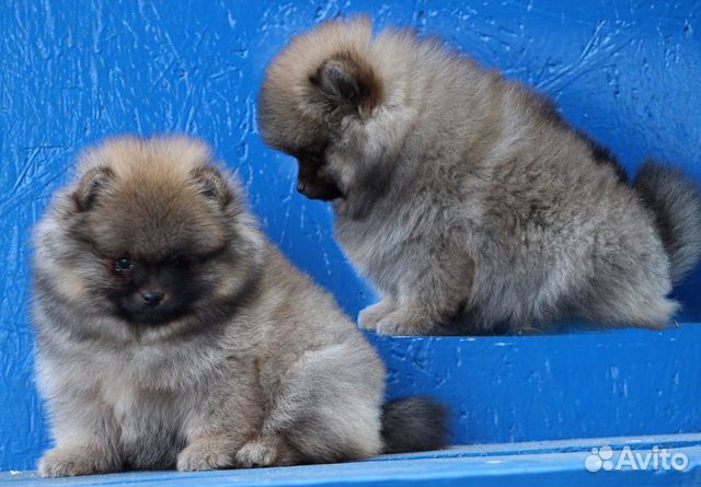 Шпиц кремсоболь