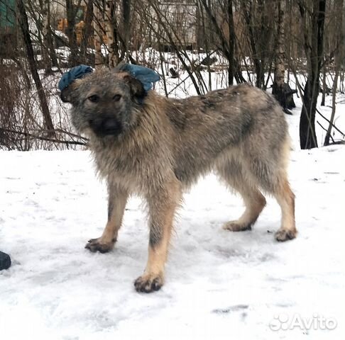 Собачка с очень необычной внешностью ищет дом