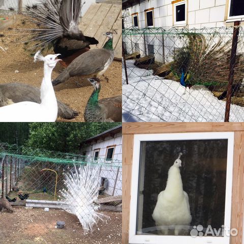 Серама Малазийская, Бантам ява, Павлины