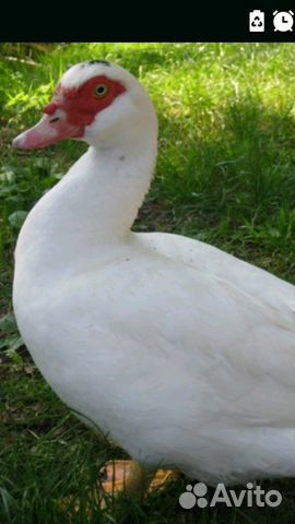 Идоутаки и индоуточки