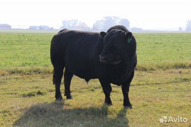 Телята бычки молодняк крс с доставкой от недели