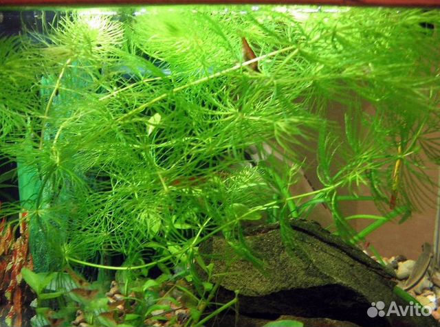 Роголистник