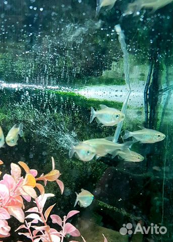 Аквариумная рыба конго