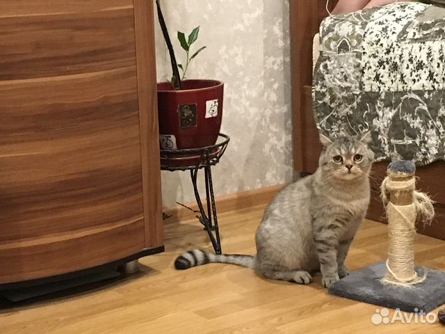 Отдам шотландца в добрые руки