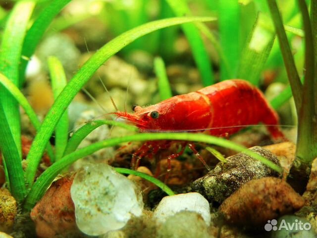 Креветки Вишни, Растения