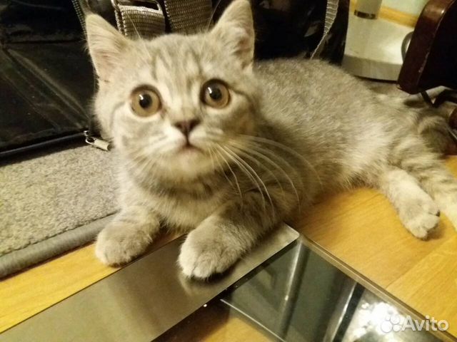 Шотландская кошечка- Котенок