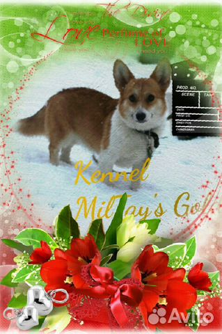 Взрослая сука вельш корги