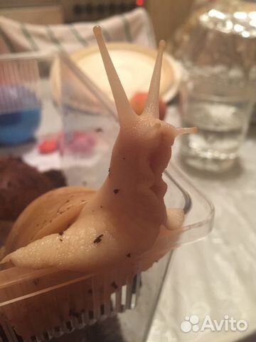 Улитки Ахатина