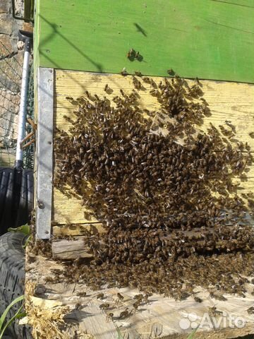 Пчелы для пчелоужалений