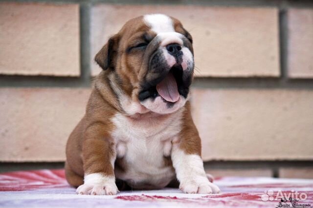 Милые англичане