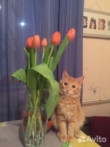 Сибирский кот