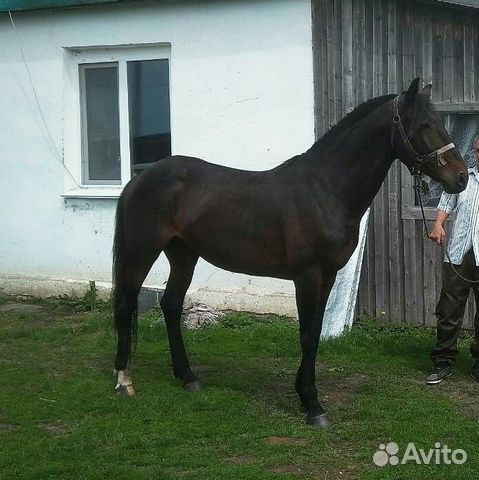 Продам жеребца