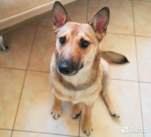 Рыжуля в добрые руки (в дар)