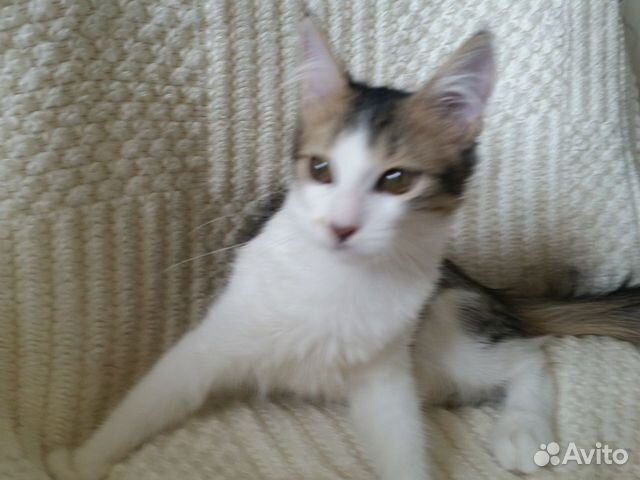 Котёнок от сибирской кошки в хорошие руки
