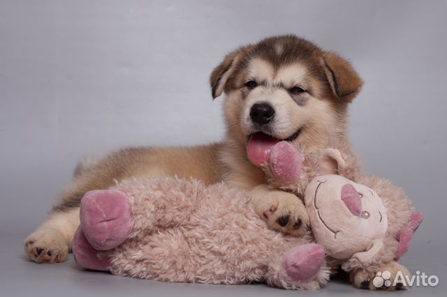 Мальчики и девочки аляскинские маламуты