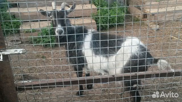 Продается коза дойная