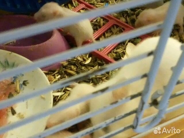 Сирийский хомячек