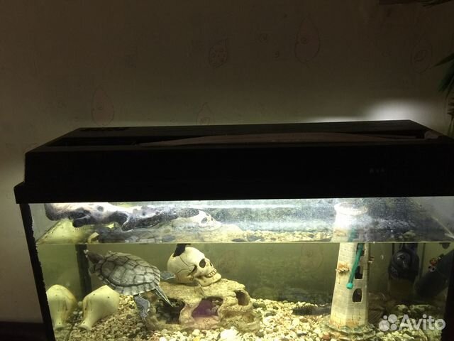 Аквариум со всем содержимым