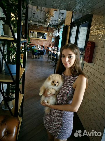 Шпиц красивая Текки девочка
