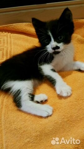 Котенок мальчик 1.5 мес