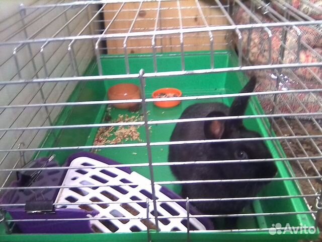 Кролик с клеткой