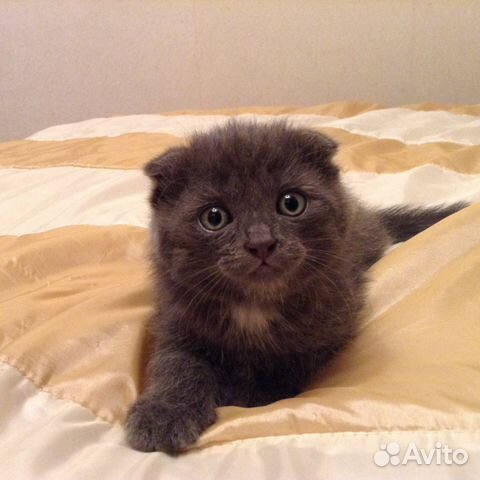 Чудесные котята британцы
