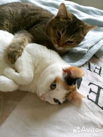 Кошка Пуся